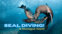 Seal dive at Montague Island - 7th May 2023 – Indepth Scuba